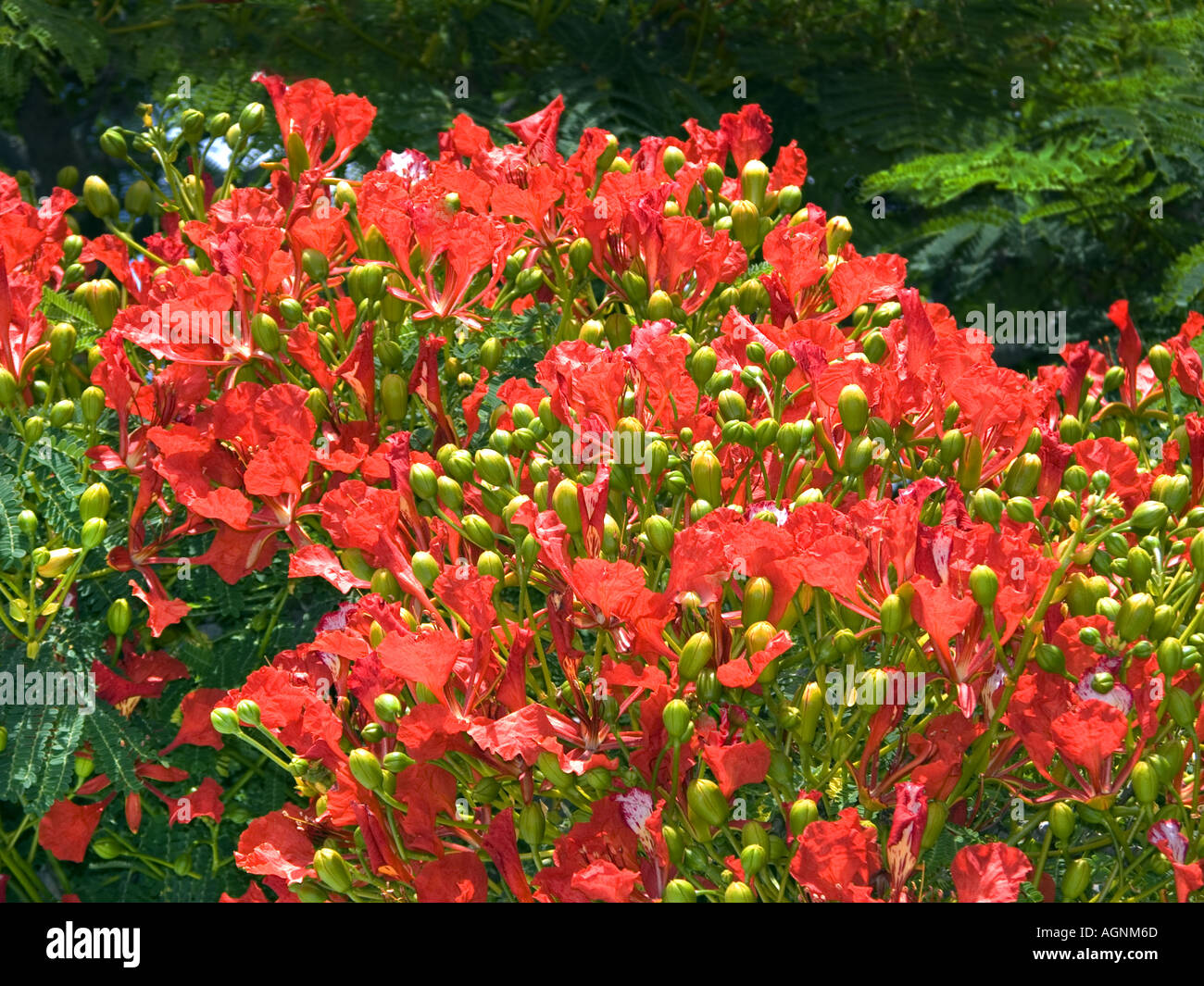 Flamboyant Flower Structure