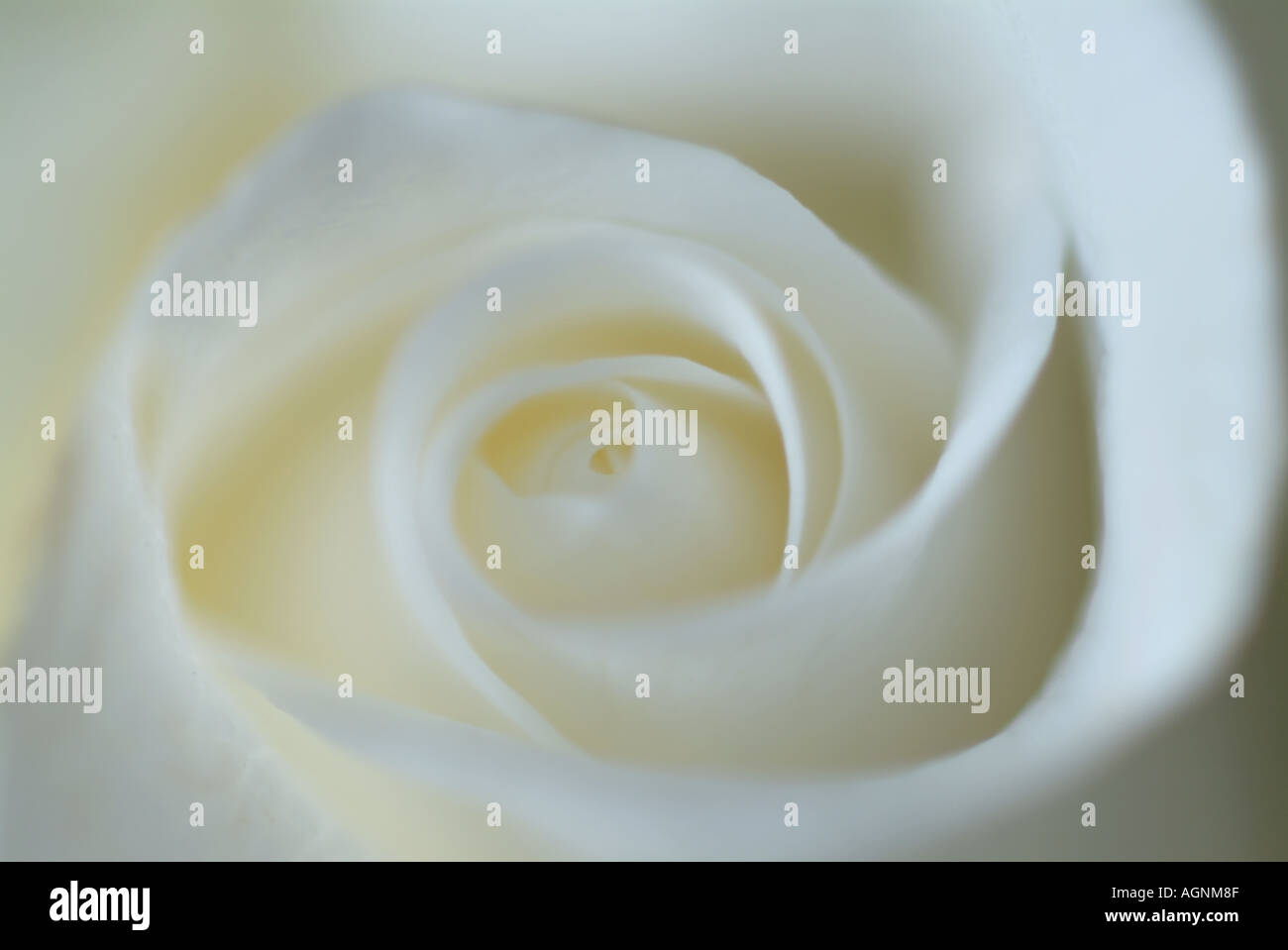 White rose Rosa Stock Photo - Alamy