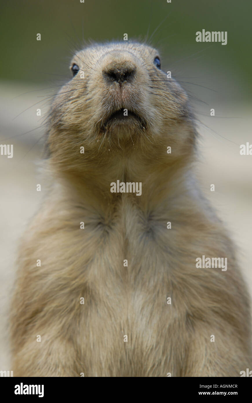 Emmen zoo hi-res stock photography and images - Alamy