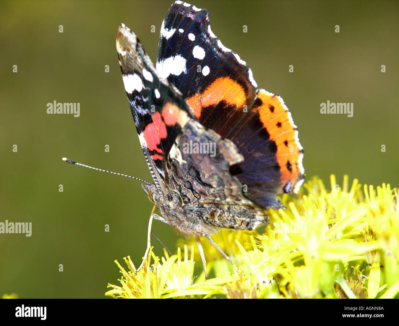 Butterfly red admiral vanessa hi-res stock photography and images - Alamy