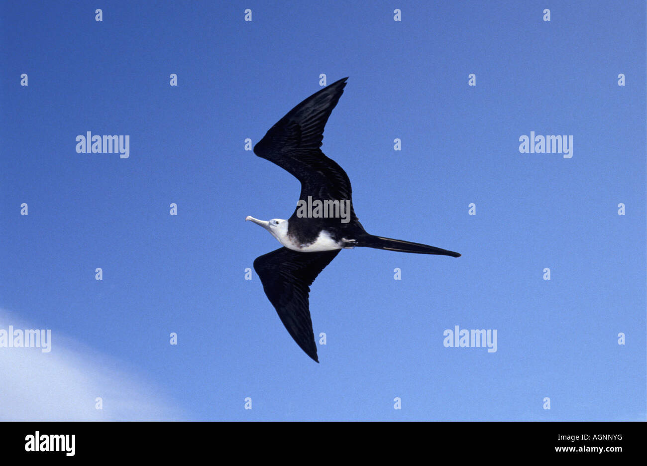 Ecuador Galapagos Fregate bird, Fregara minor Stock Photo - Alamy