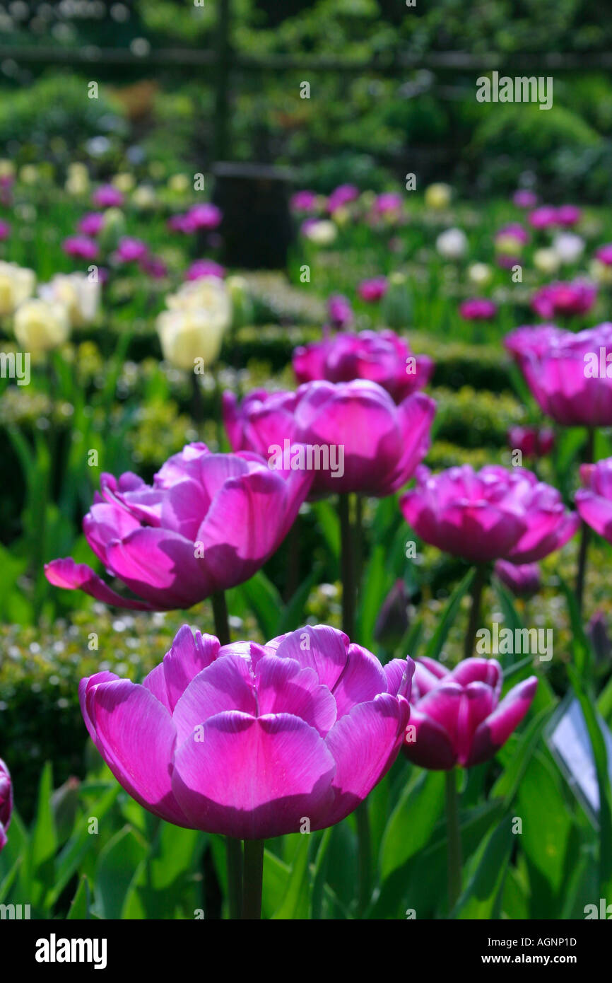 Fireworks tulip hi-res stock photography and images - Alamy