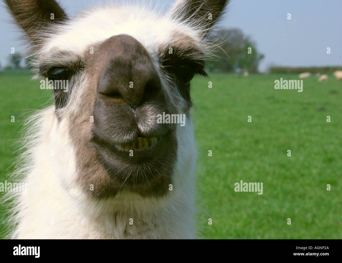 Alpaca pics hi-res stock photography and images - Alamy