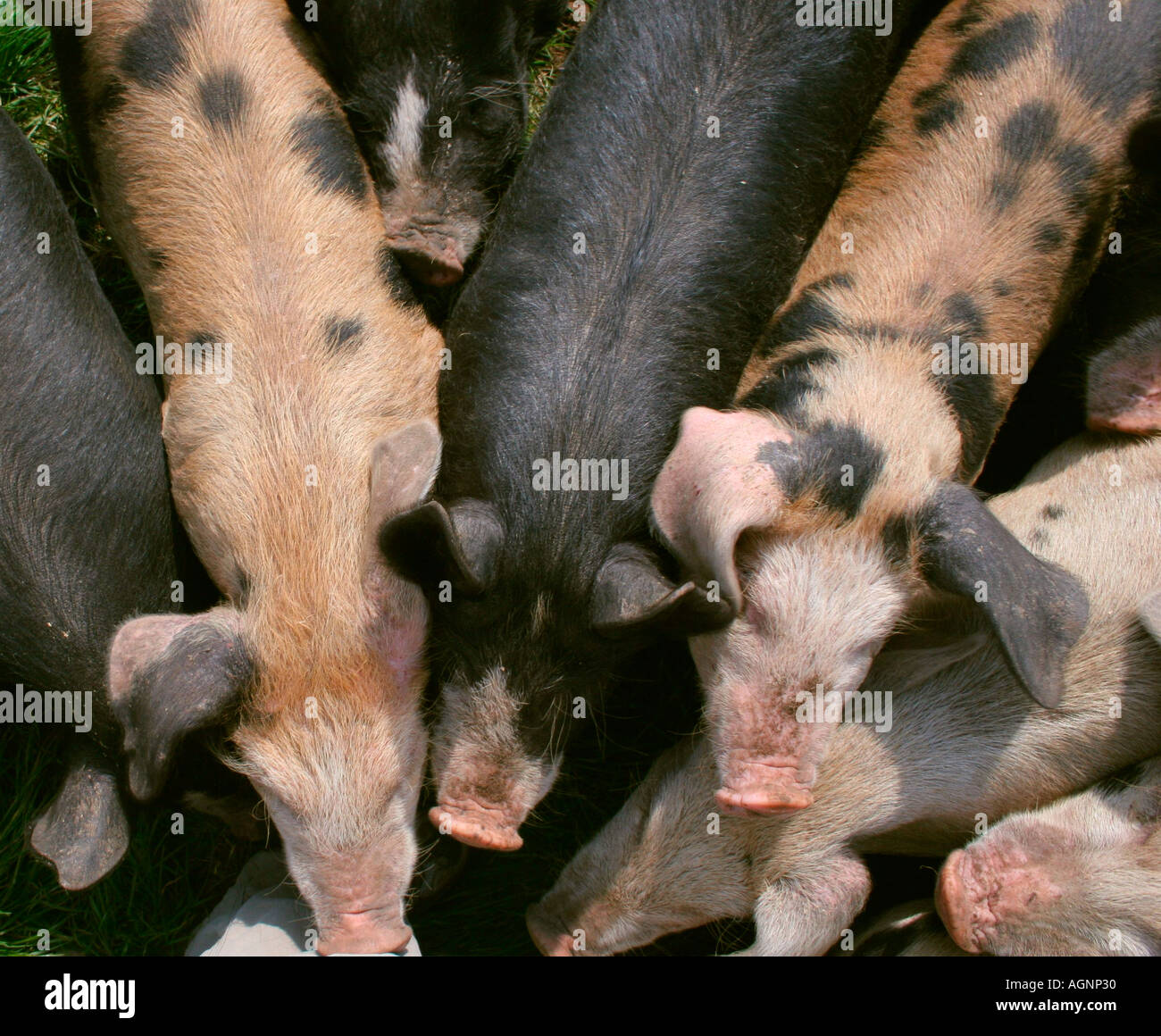 Gloucester Old Spot Pigs Nibbling, Hogs Eating Food Stock Photo - Alamy