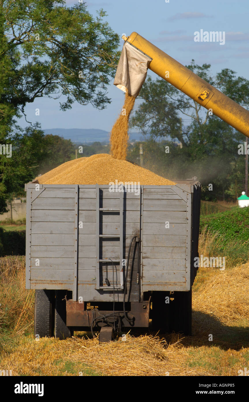 August 2005 A combine harvester fills a trailer with grain near in the ...