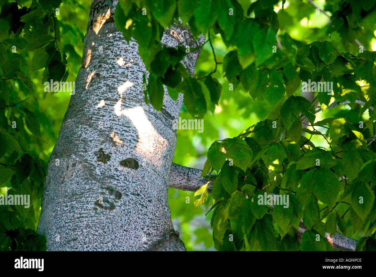 Tree create hi-res stock photography and images - Alamy