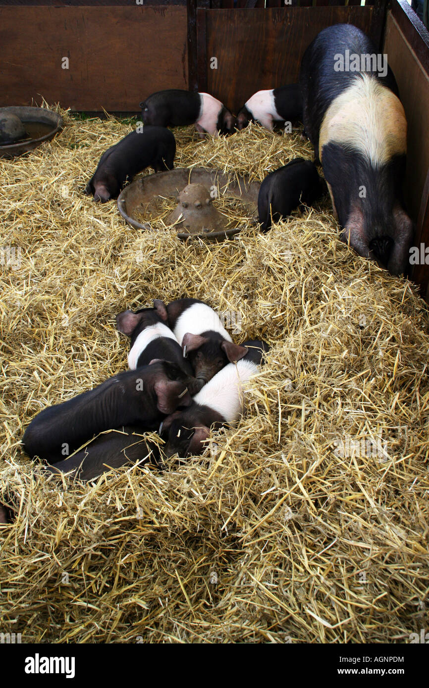 Prize winning pig and piglets at an Agricultural Show in the UK Stock ...