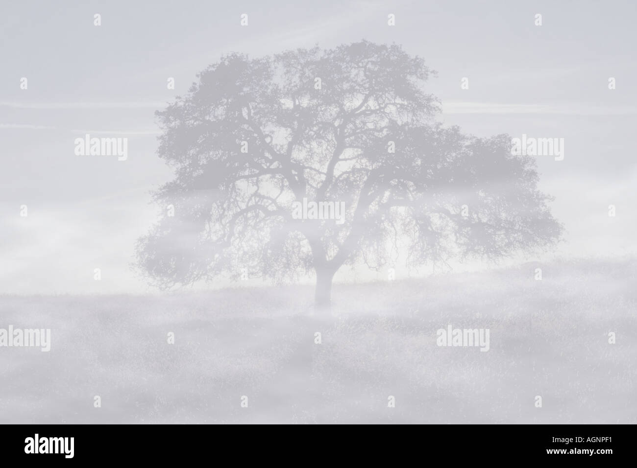 Oak tree in sierra foothills hi-res stock photography and images - Alamy