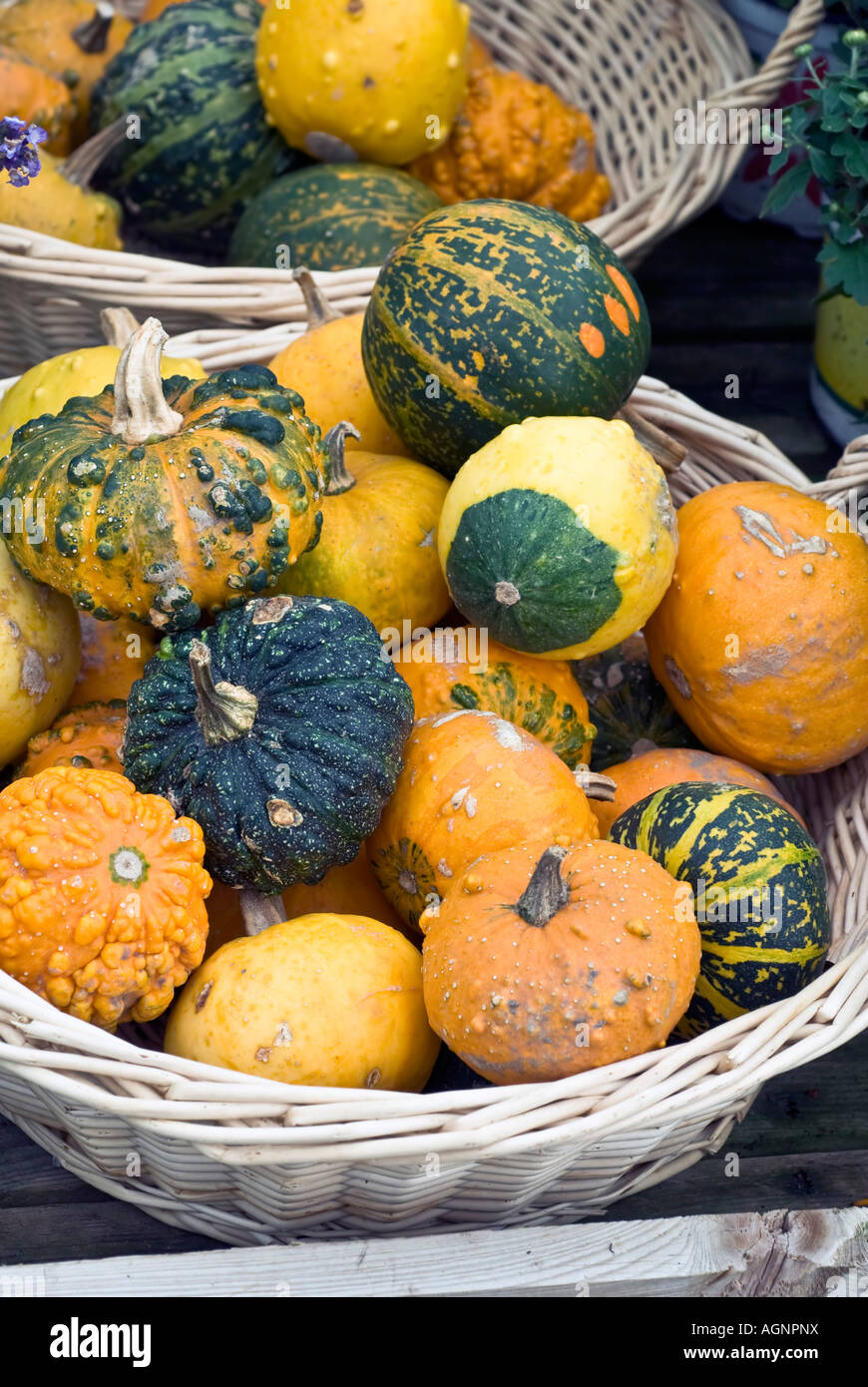 Ornamental gourds hi-res stock photography and images - Alamy