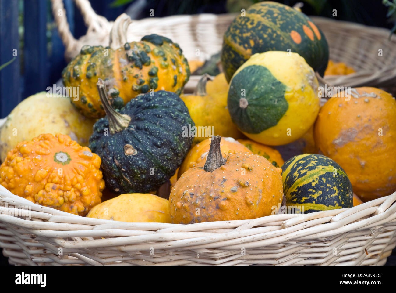 Ornamental gourds hi-res stock photography and images - Alamy
