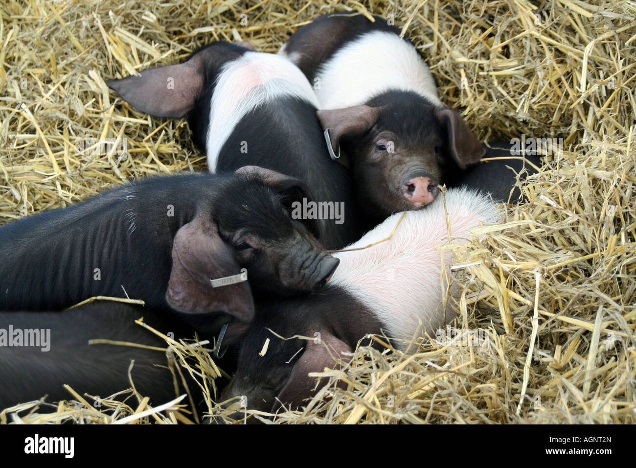Prize winning pig and piglets at an Agricultural Show in the UK Stock ...