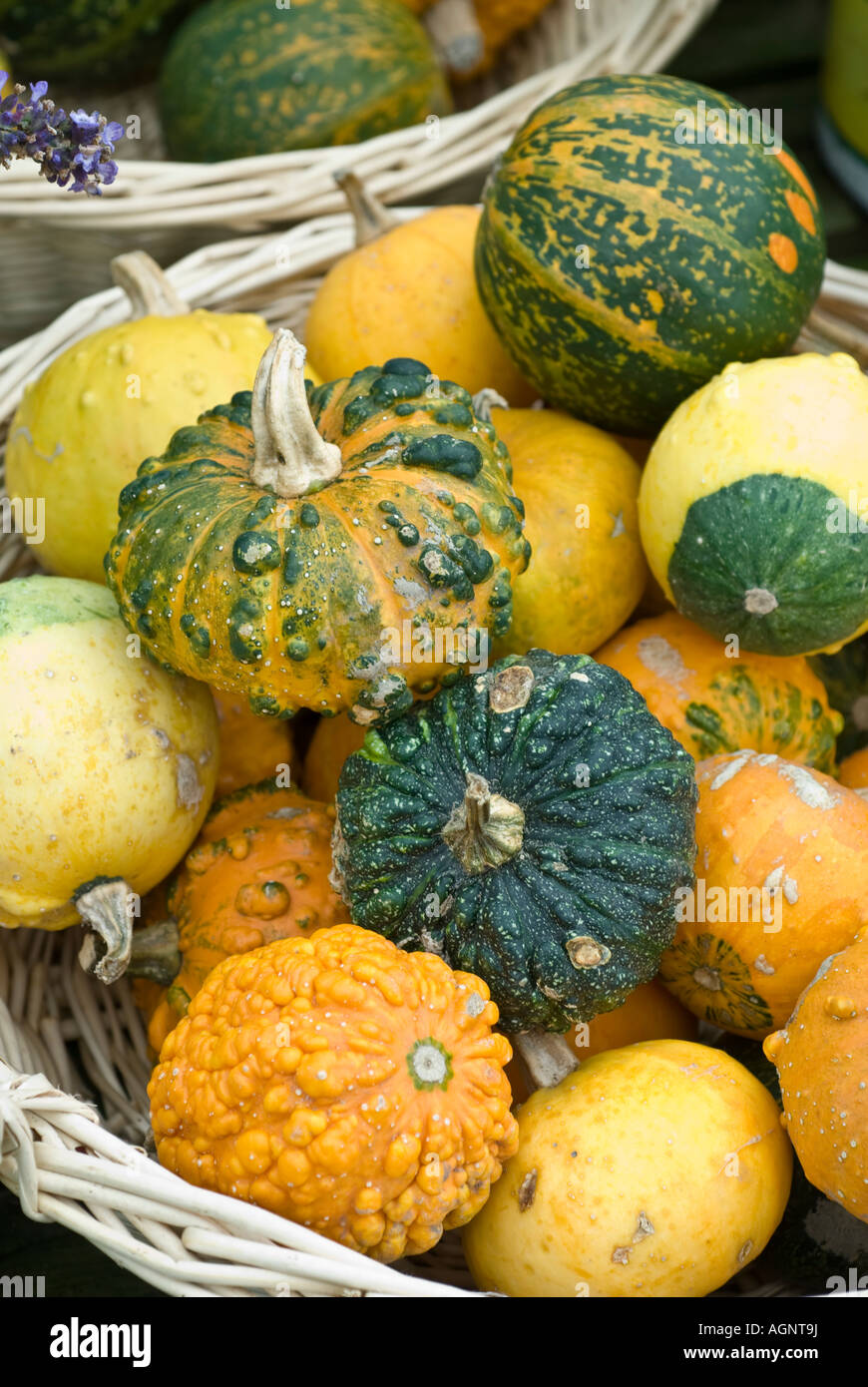 Ornamental gourds hi-res stock photography and images - Alamy