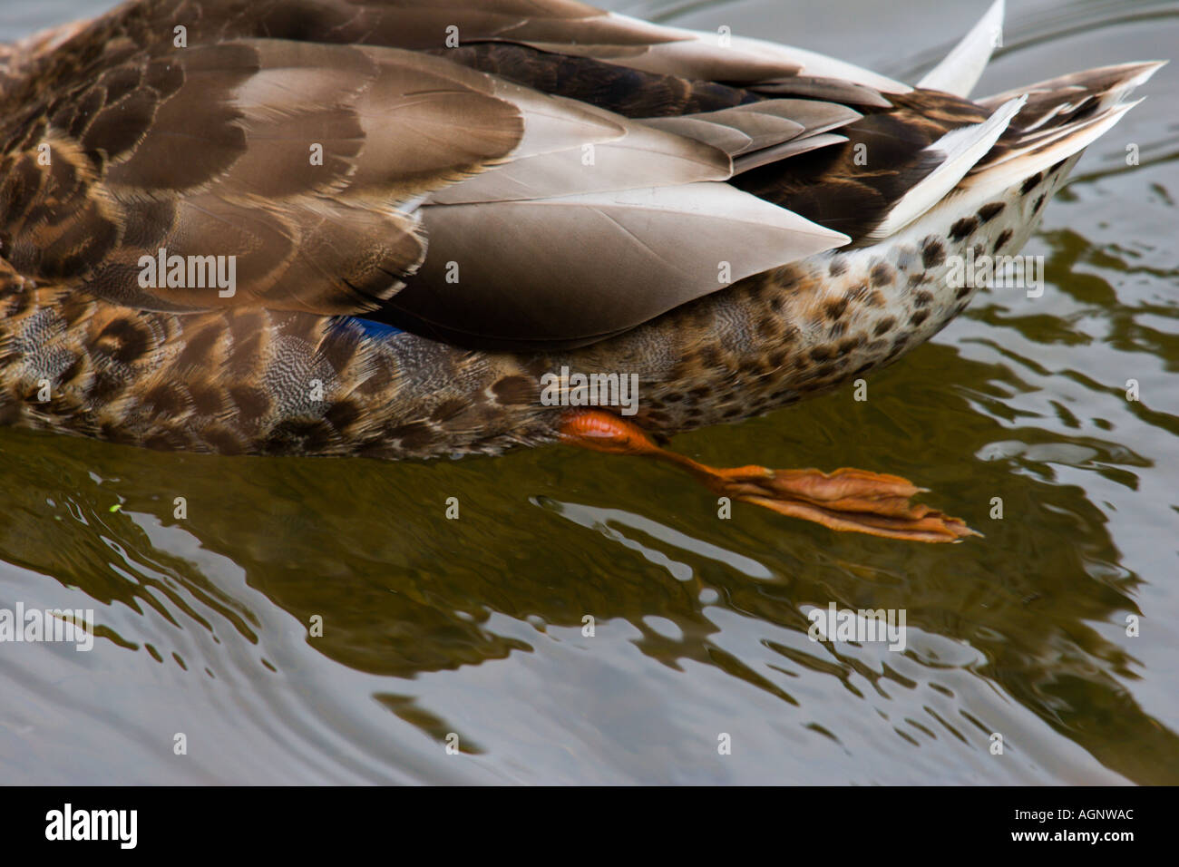 Ducks in the river at Historic Flatford in Suffolk England Stock Photo ...