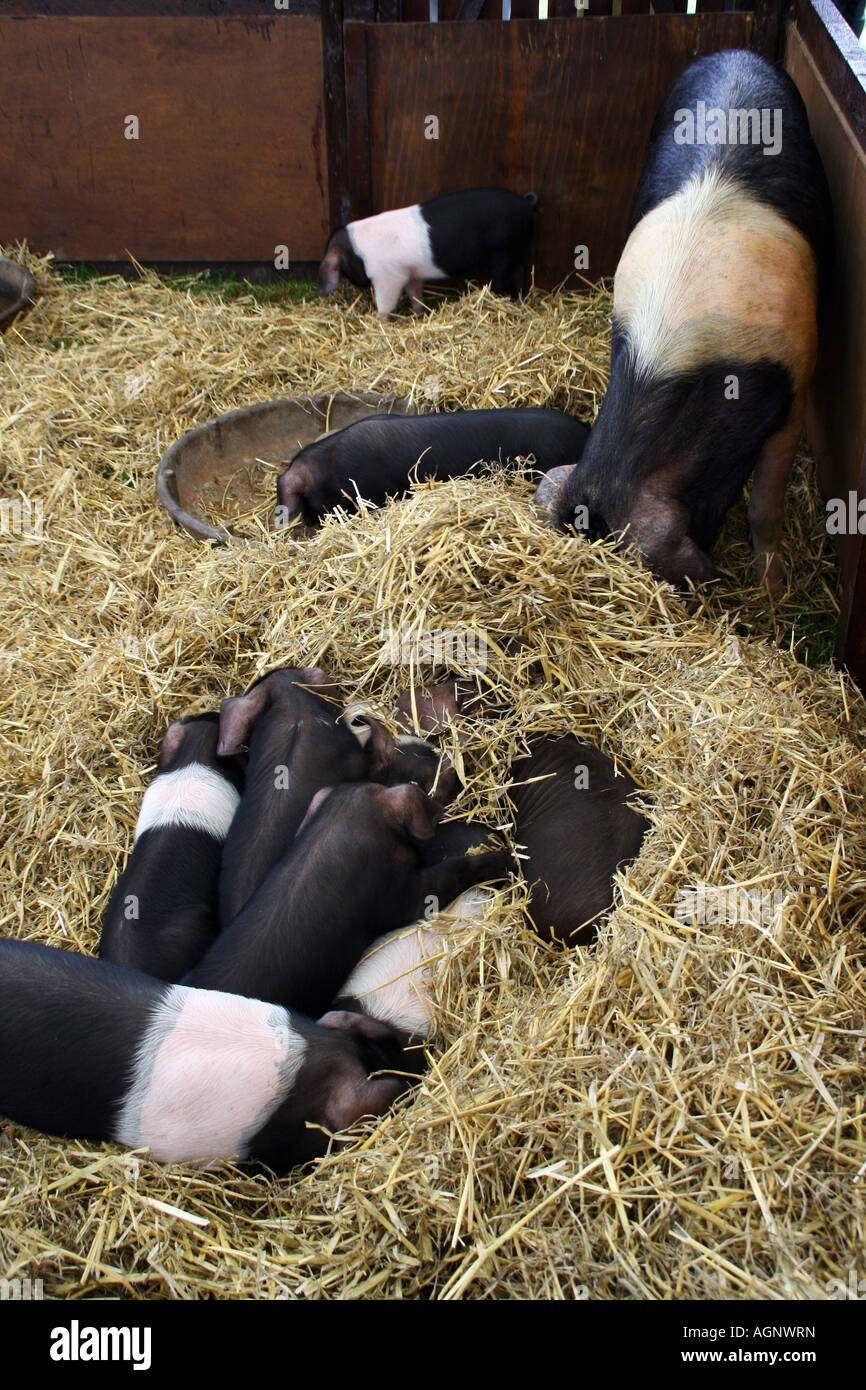 Prize winning pig and piglets at an Agricultural Show in the UK Stock ...