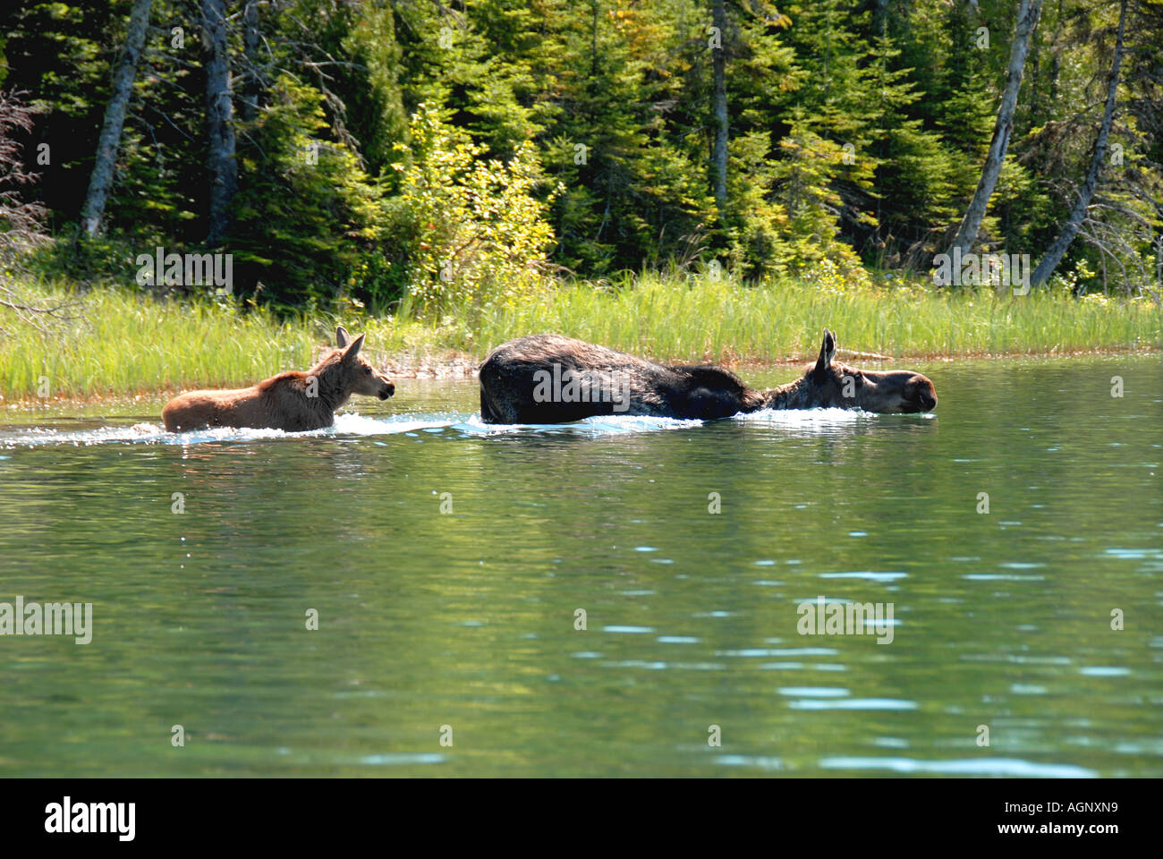Moose calf swimming hi-res stock photography and images - Alamy