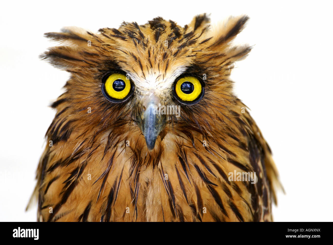 Malay Fish Owl Stock Photo - Alamy