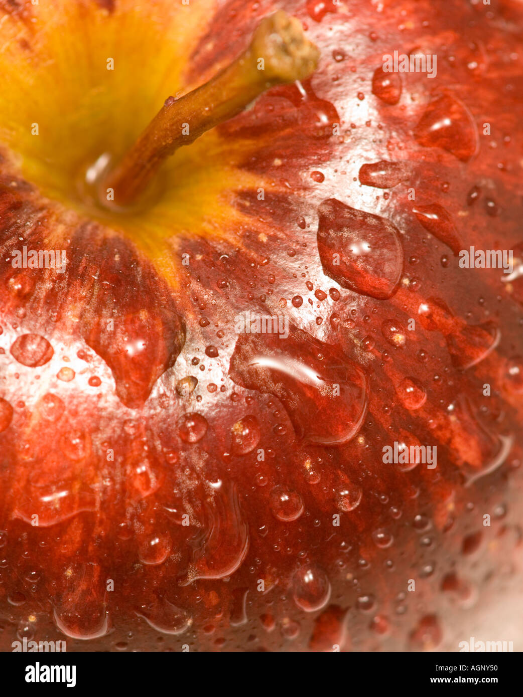 Apple malus sp hi-res stock photography and images - Alamy