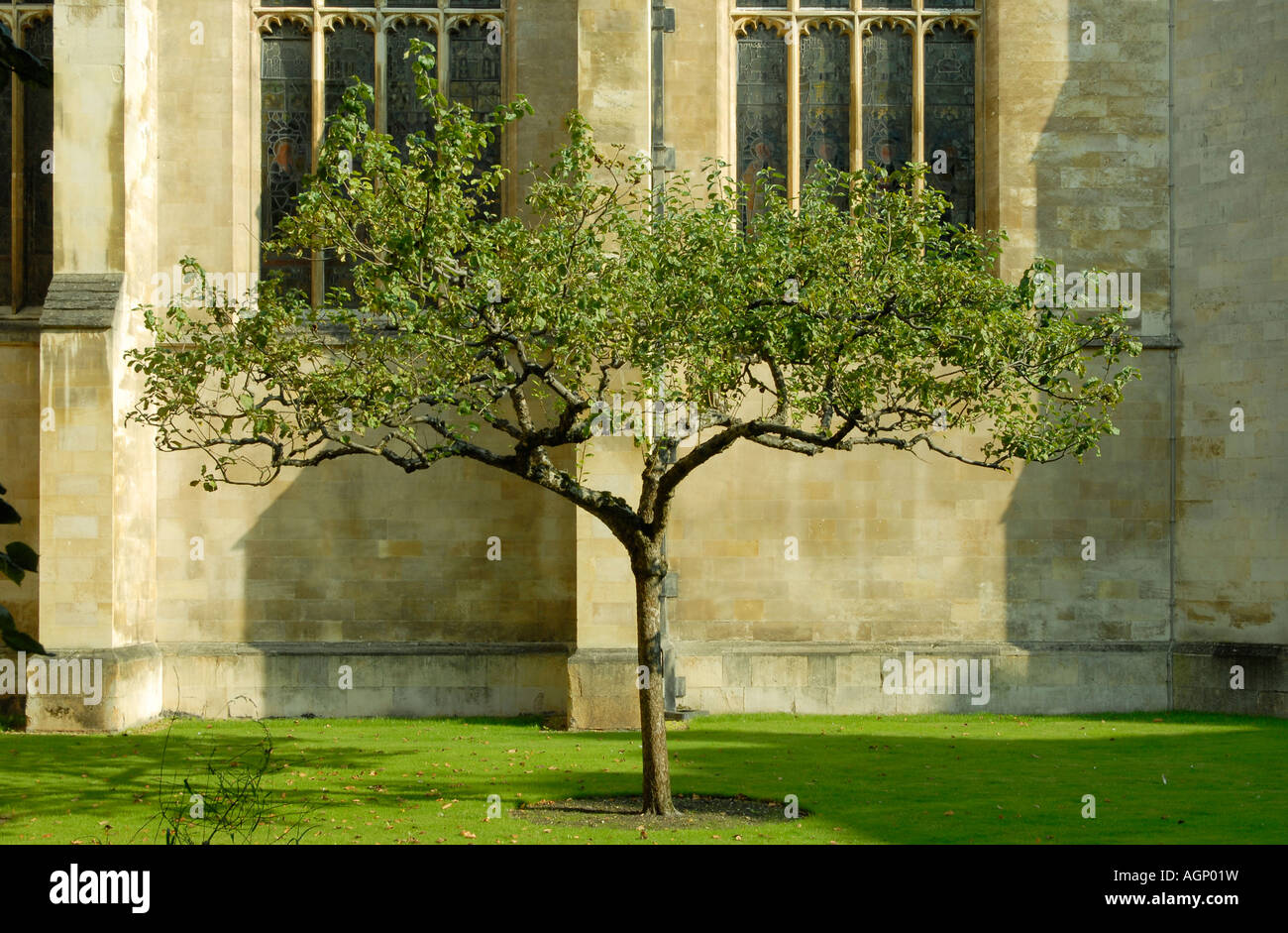 Trinity college apple tree hi-res stock photography and images - Alamy