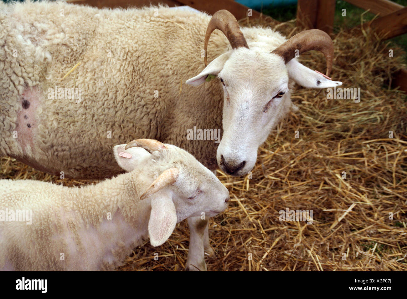 Prize winning goats at an agricultural show in Suffolk UK Stock Photo ...