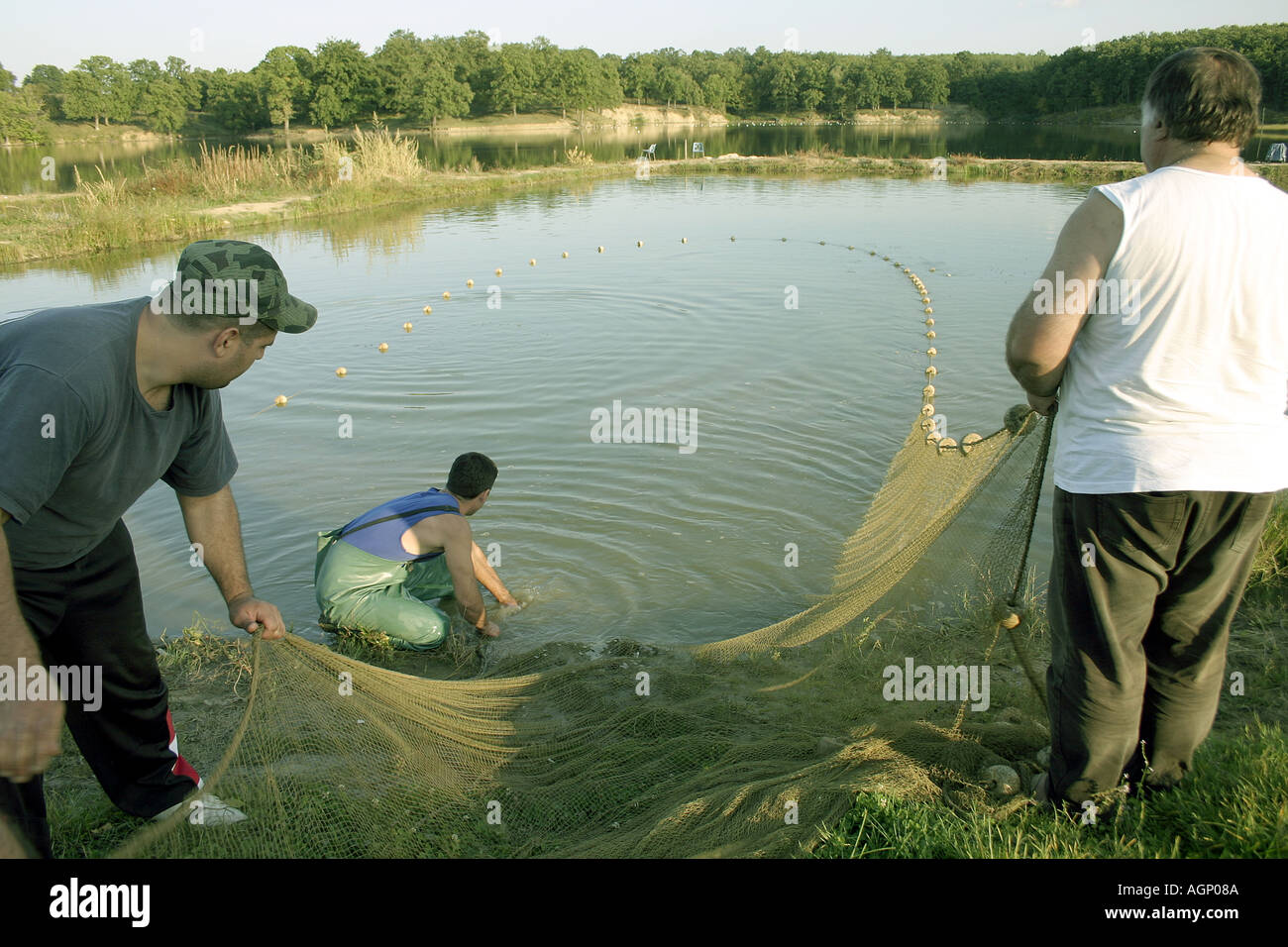 Fishing lake water fish nature fish like food fish breeding fish ...