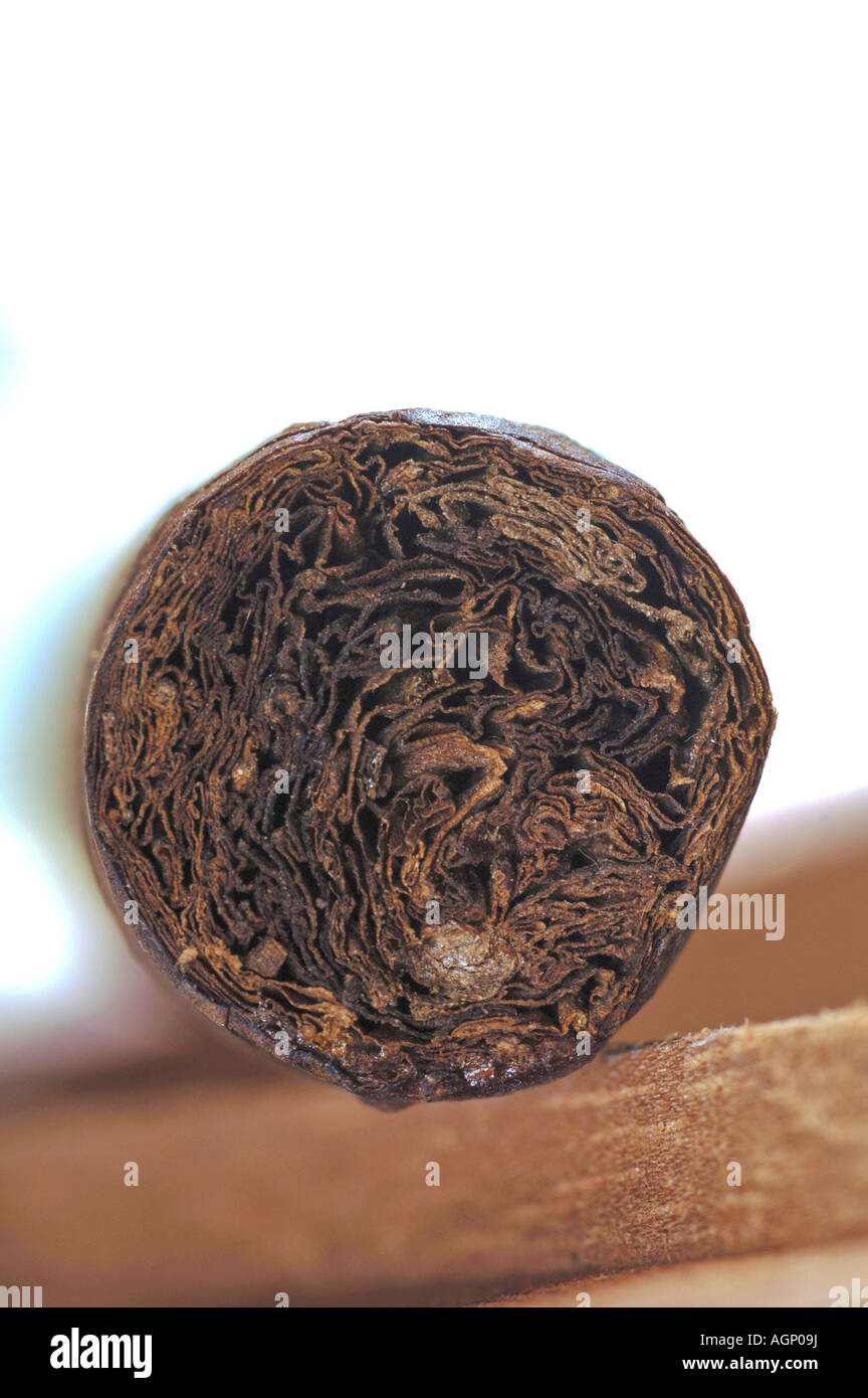 Close up of cigar end Stock Photo - Alamy