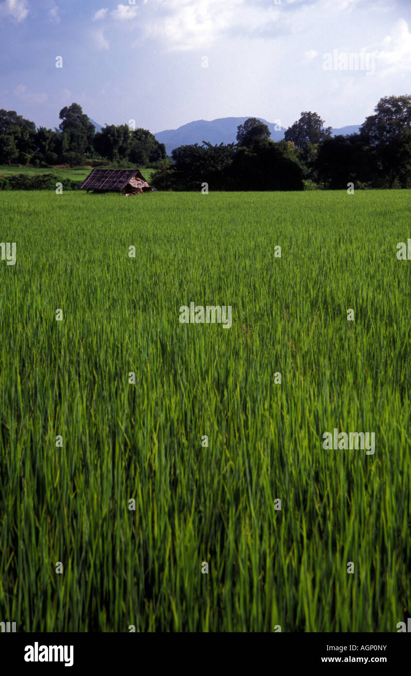 Paddy fields Pai Thailand Stock Photo - Alamy