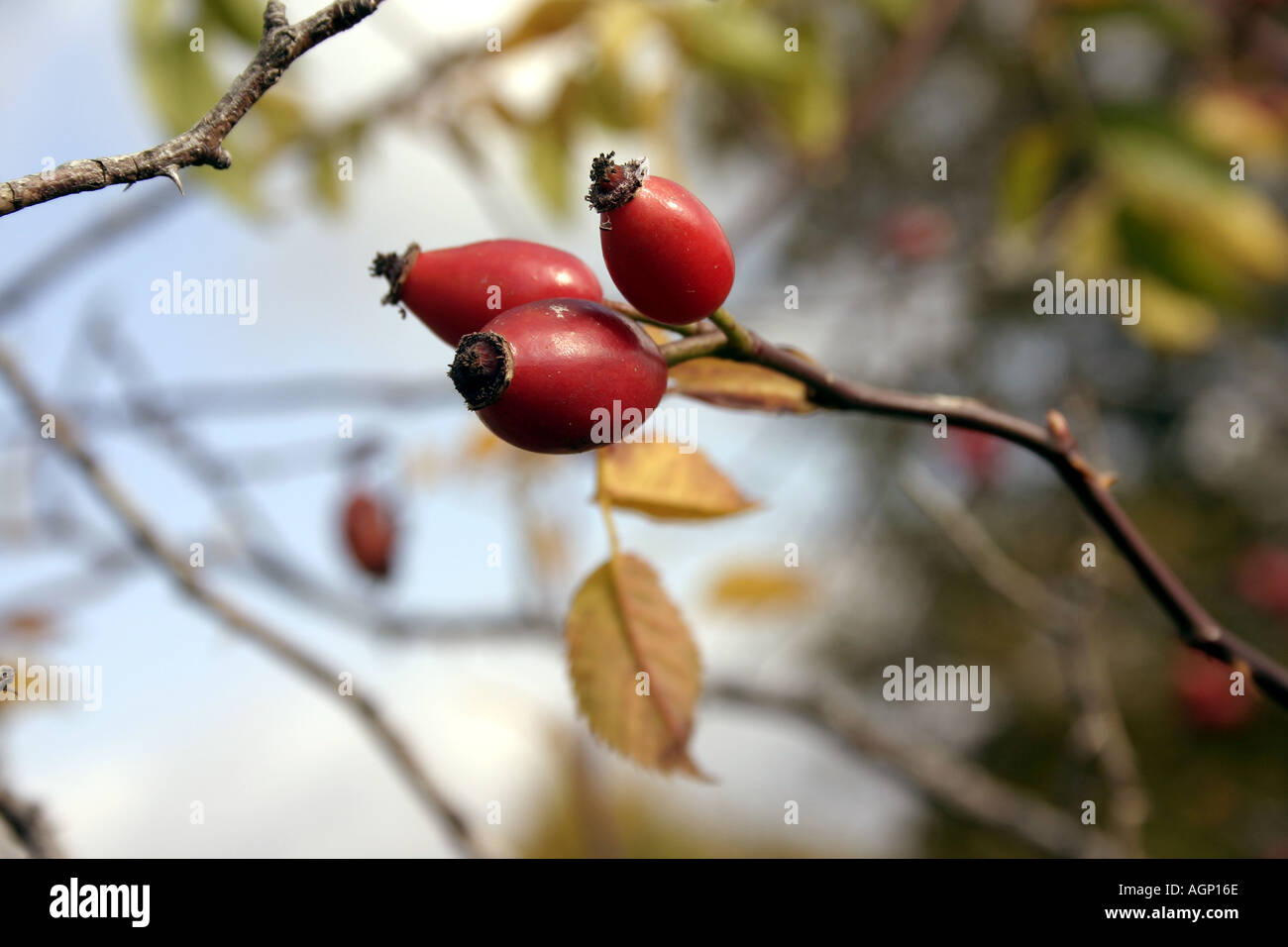 Fruits of the wild rose hi-res stock photography and images - Alamy