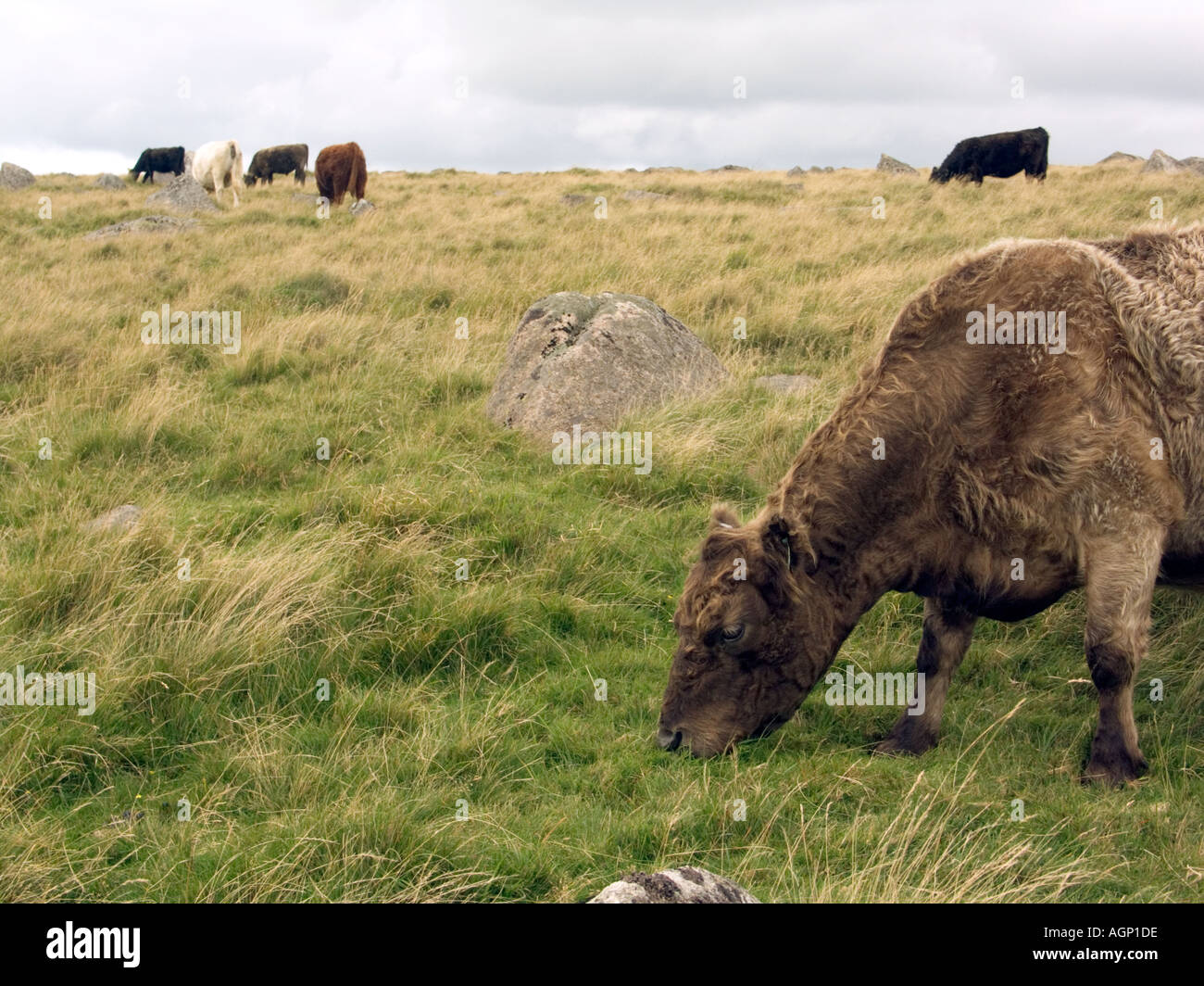 Cow on rough grazing hi-res stock photography and images - Alamy