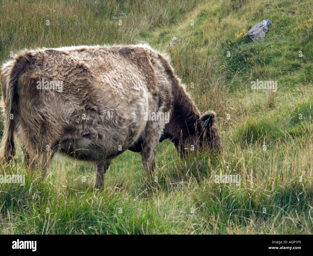 Devonshire Cow High Resolution Stock Photography and Images - Alamy