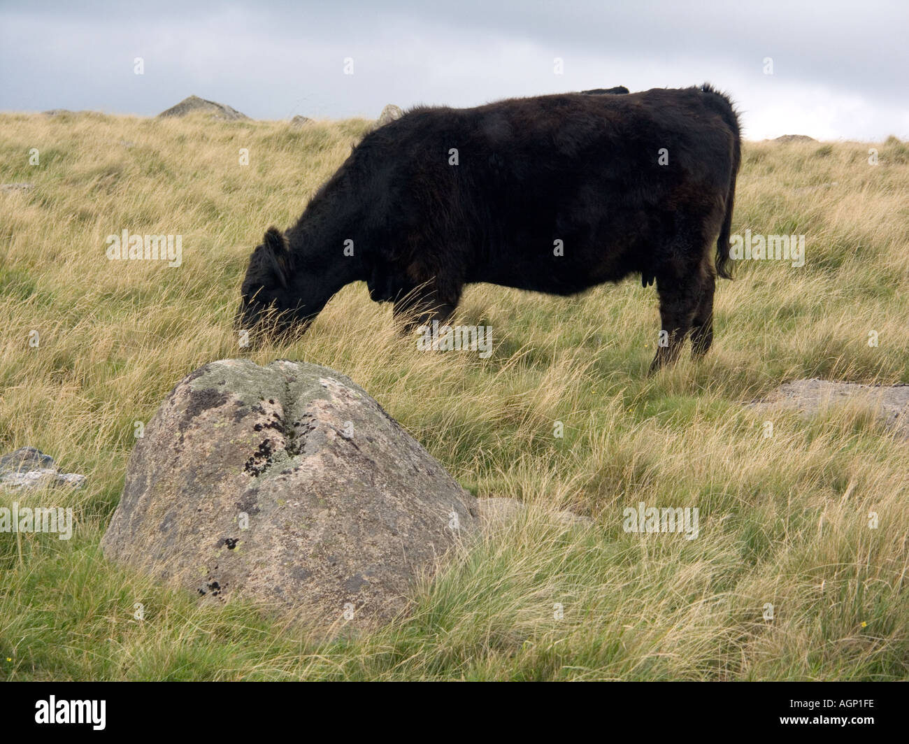 Devonshire Cow High Resolution Stock Photography and Images - Alamy