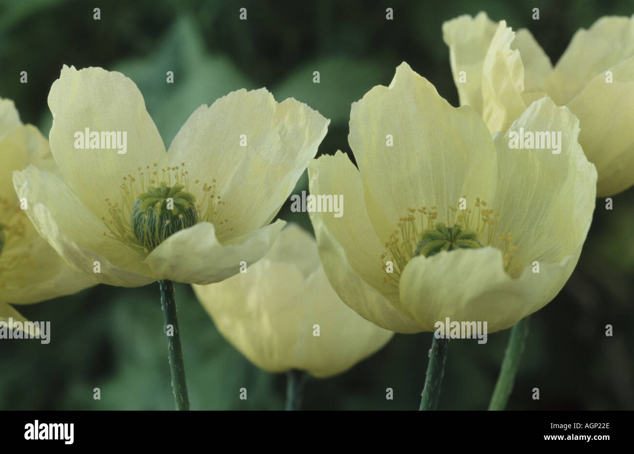 Papavers hi-res stock photography and images - Alamy
