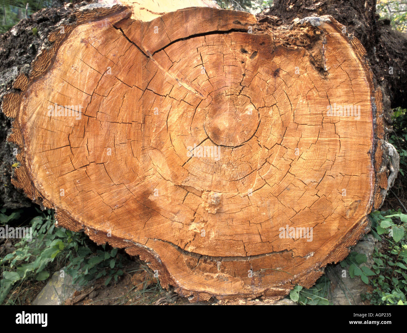 Tree ring study hi-res stock photography and images - Alamy