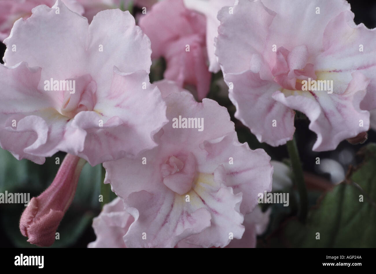 Streptocarpus 'Pink Souffle'. Cape primrose Stock Photo - Alamy