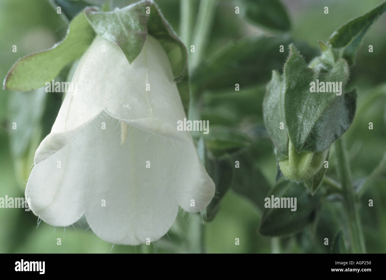 Symphyandras hi-res stock photography and images - Alamy