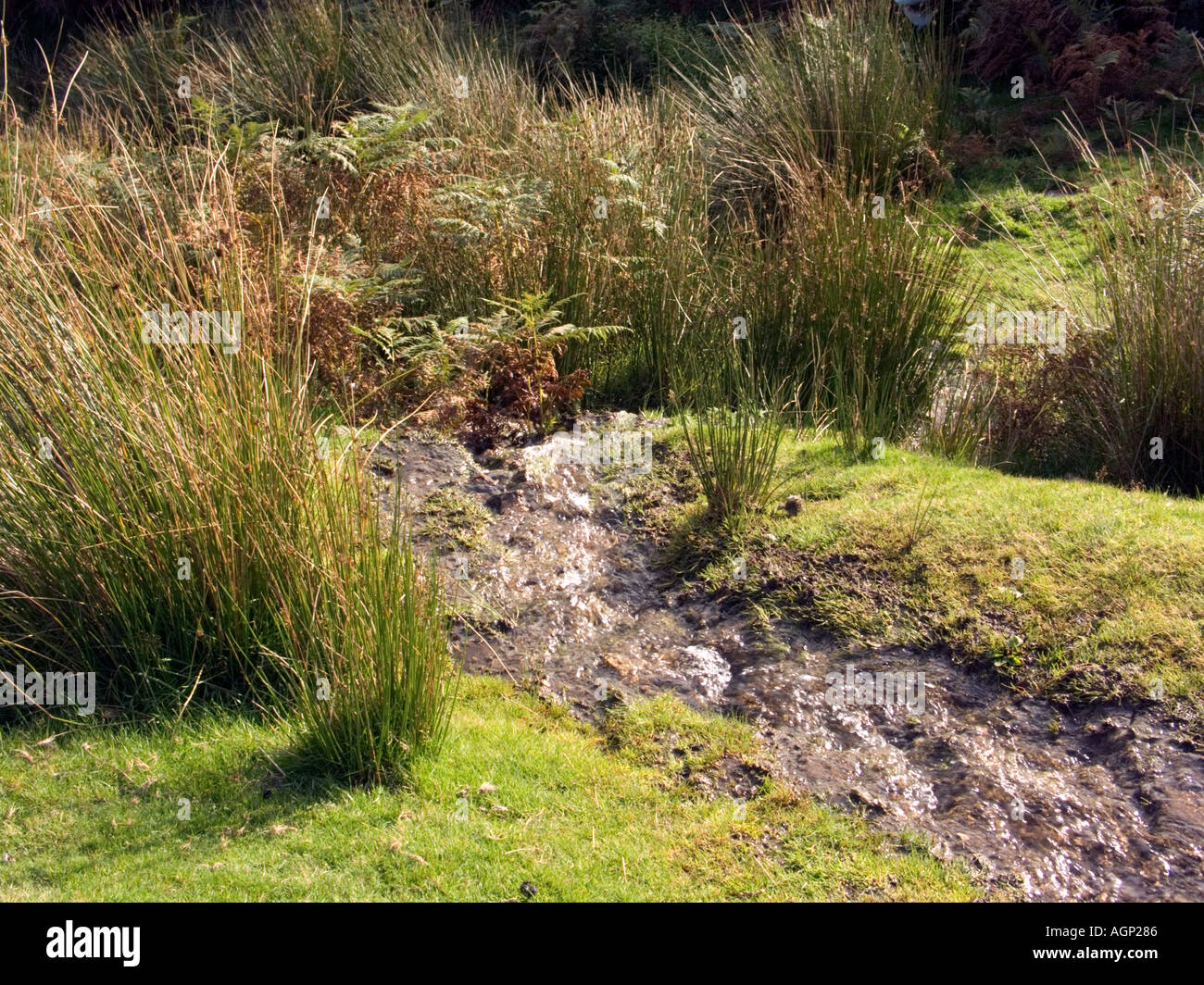 Small brook, Dartmoor National Park, Devon, England, UK Stock Photo - Alamy