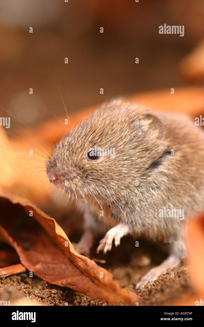 Bank vole glareolus scotland uk hi-res stock photography and images - Alamy