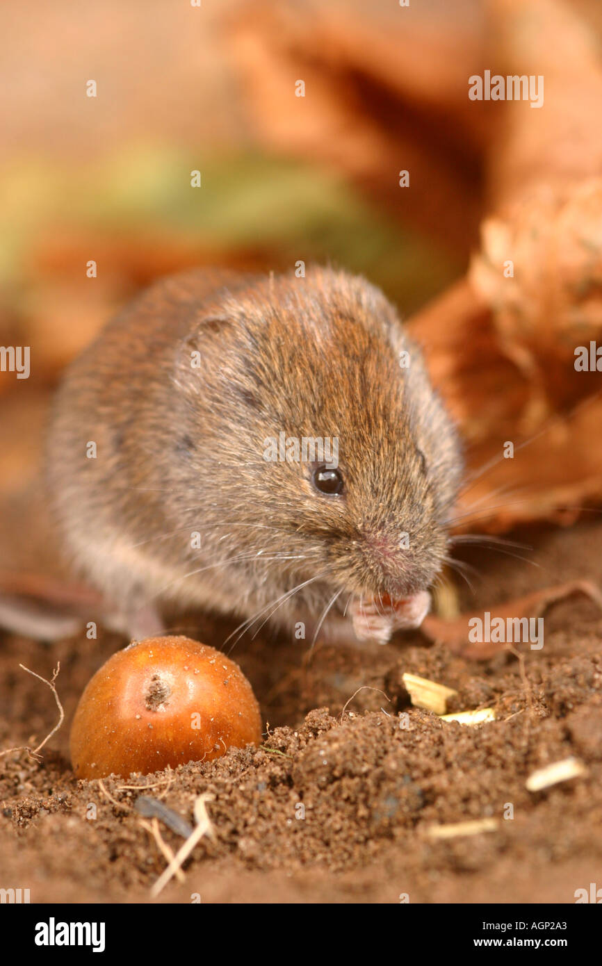 Bank Vole Clethrionomys glareolus Stock Photo - Alamy