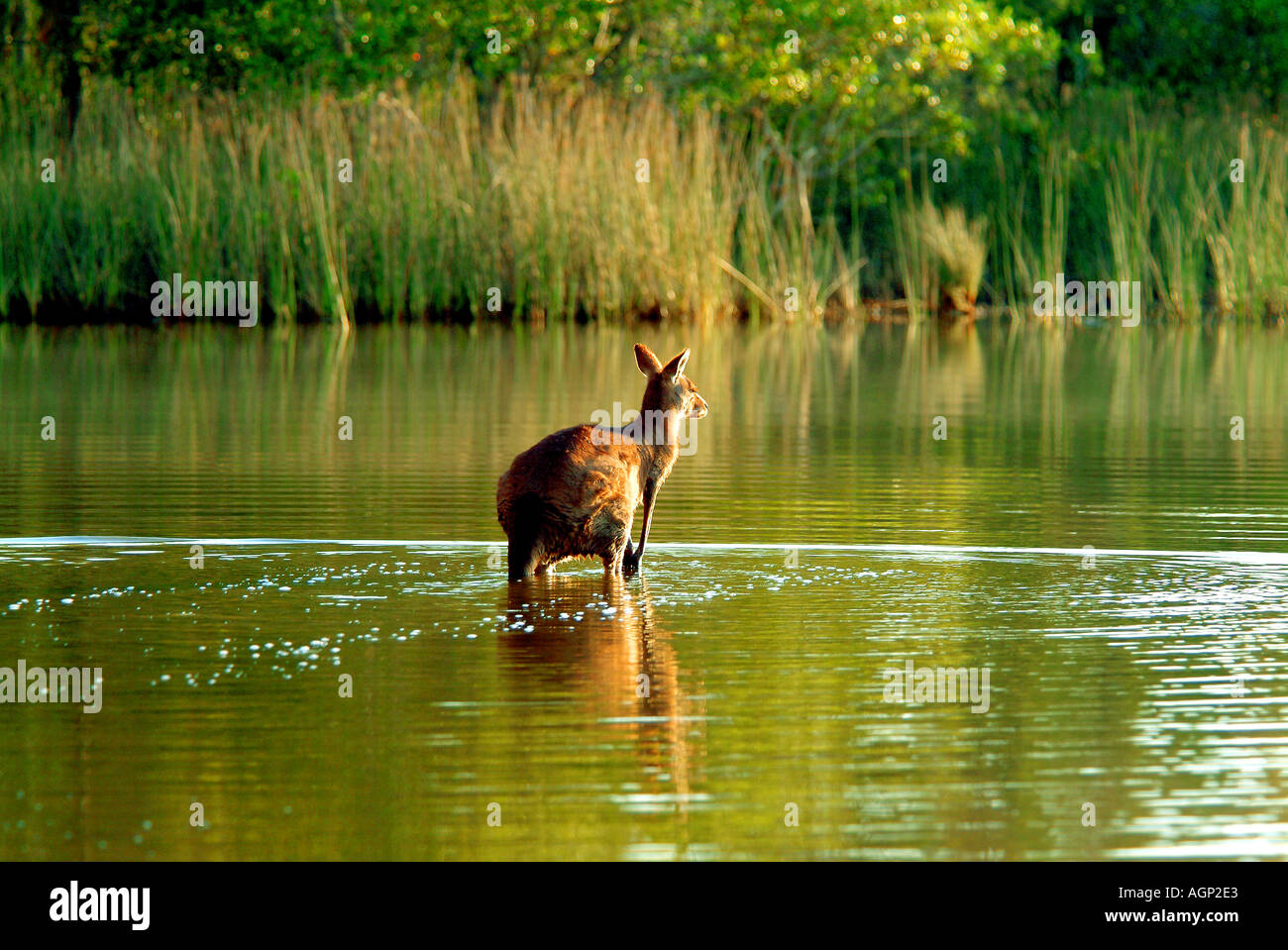 Lake cootharaba hi-res stock photography and images - Alamy