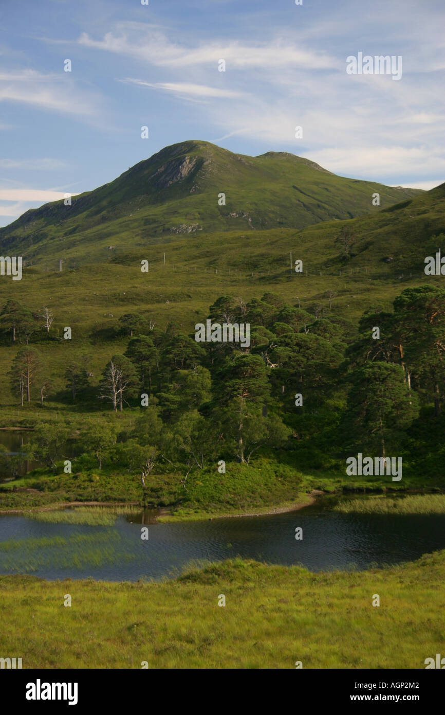 Ancient Caledonian Pine Forests at Loch Clair below Sgurr Dubh in the ...
