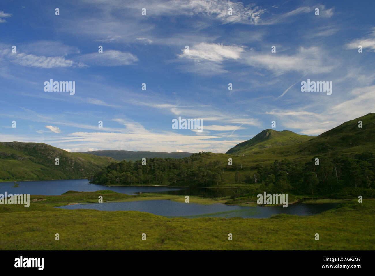 Ancient Caledonian Pine Forests at Loch Clair in the Coulin Forest ...
