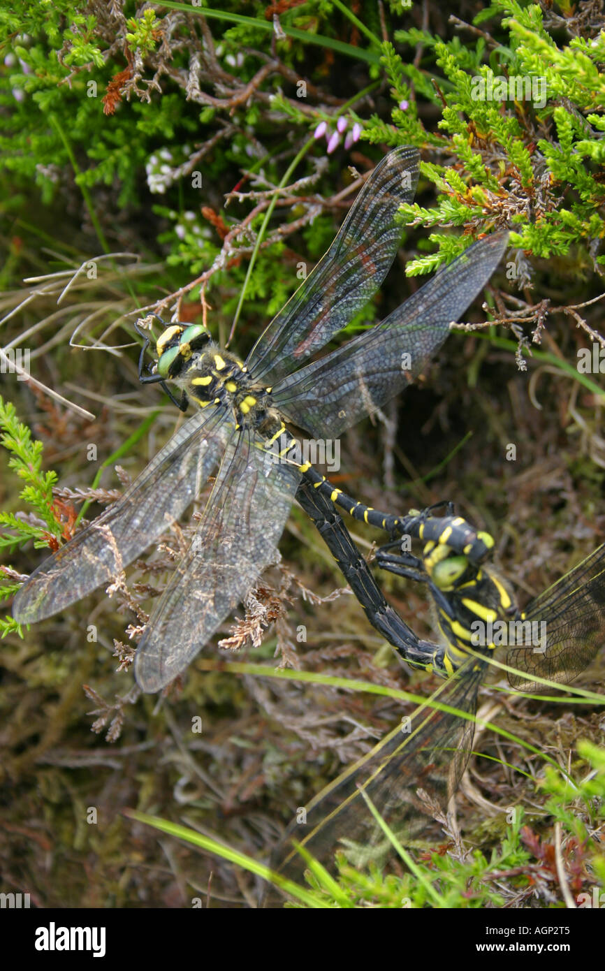 Gold Ringed Dragonfly Stock Photo - Alamy