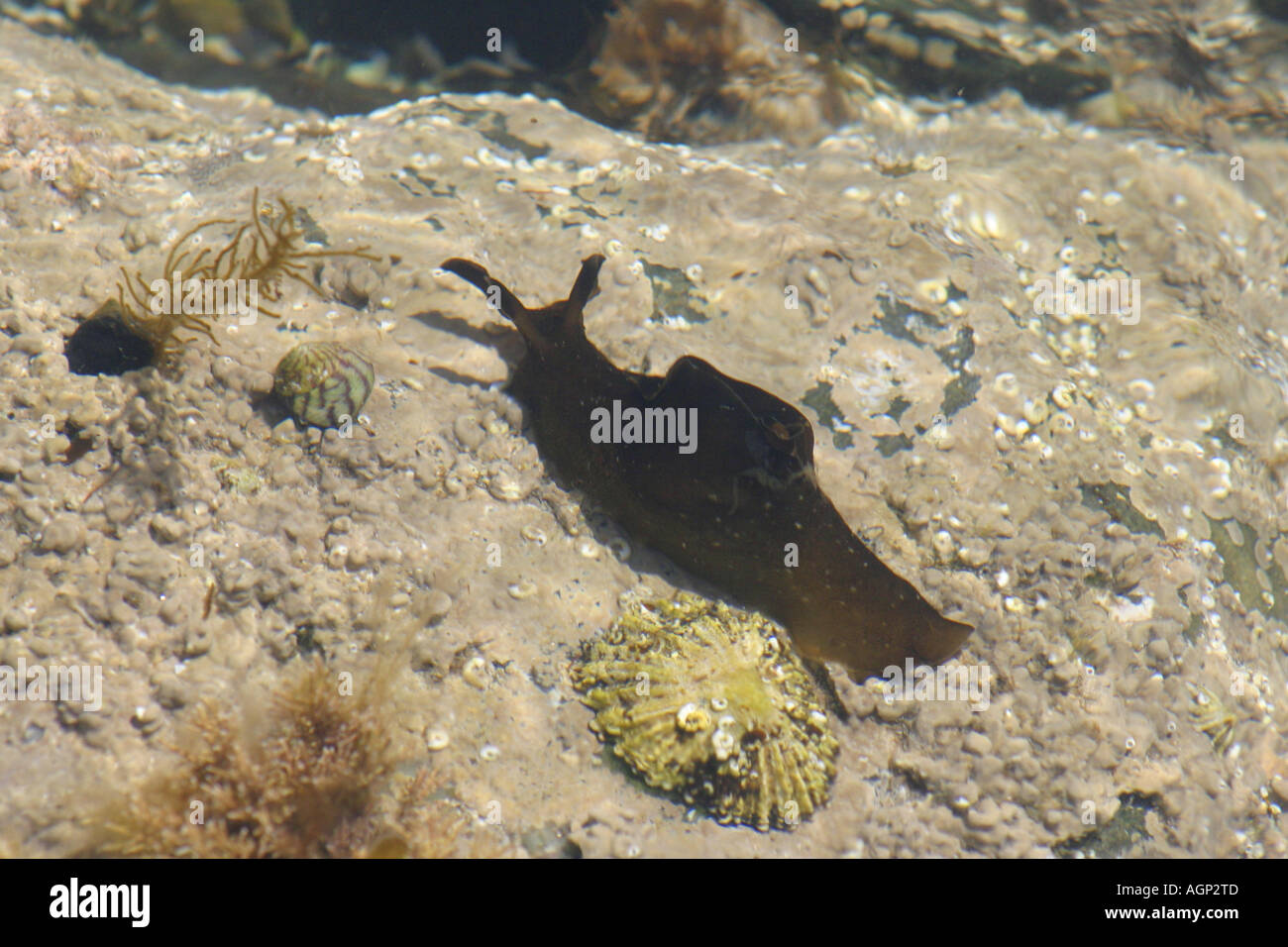 Green Sea Slug Stock Photo - Alamy