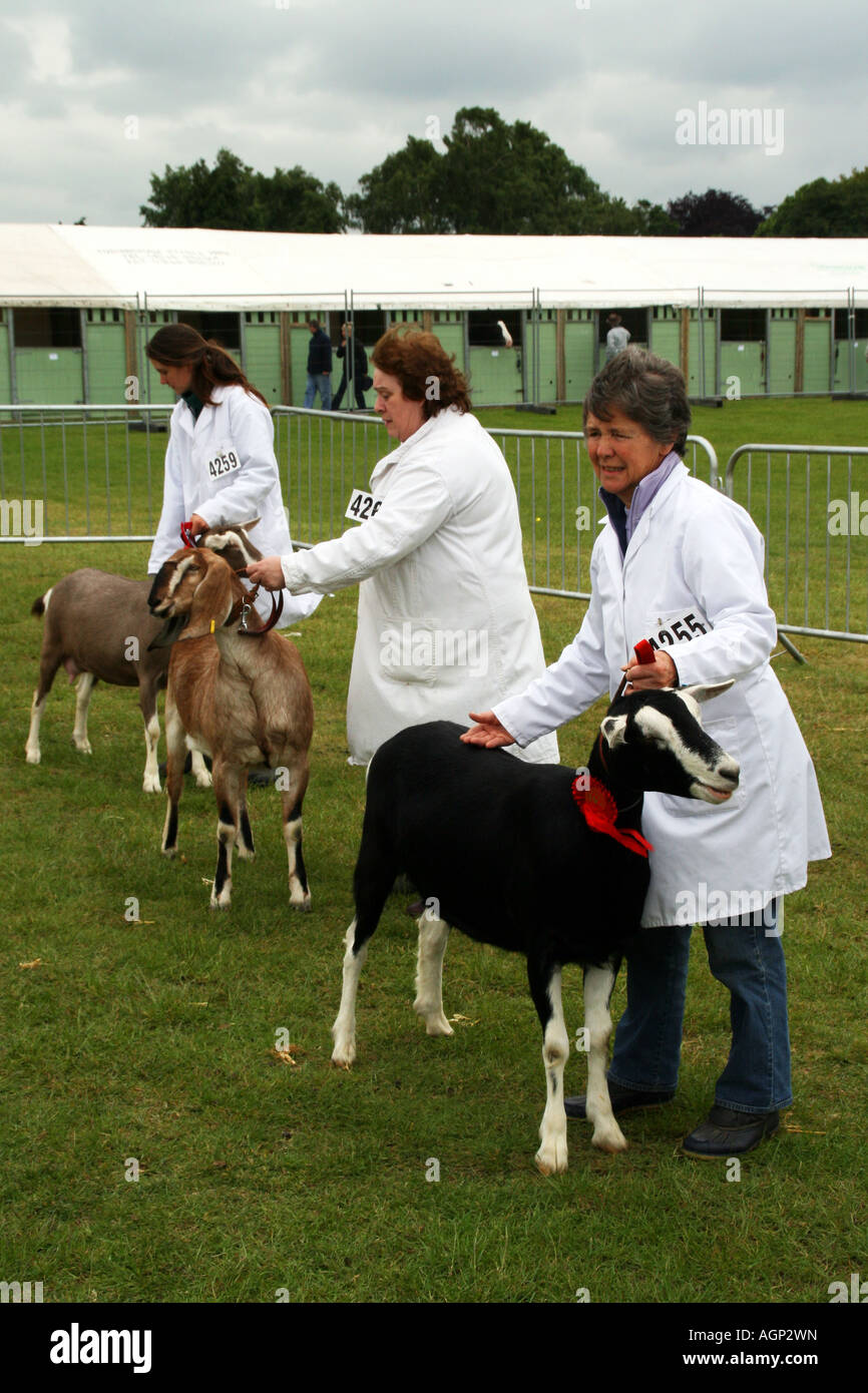 Prize winning goats at an agricultural show in Suffolk UK Stock Photo ...