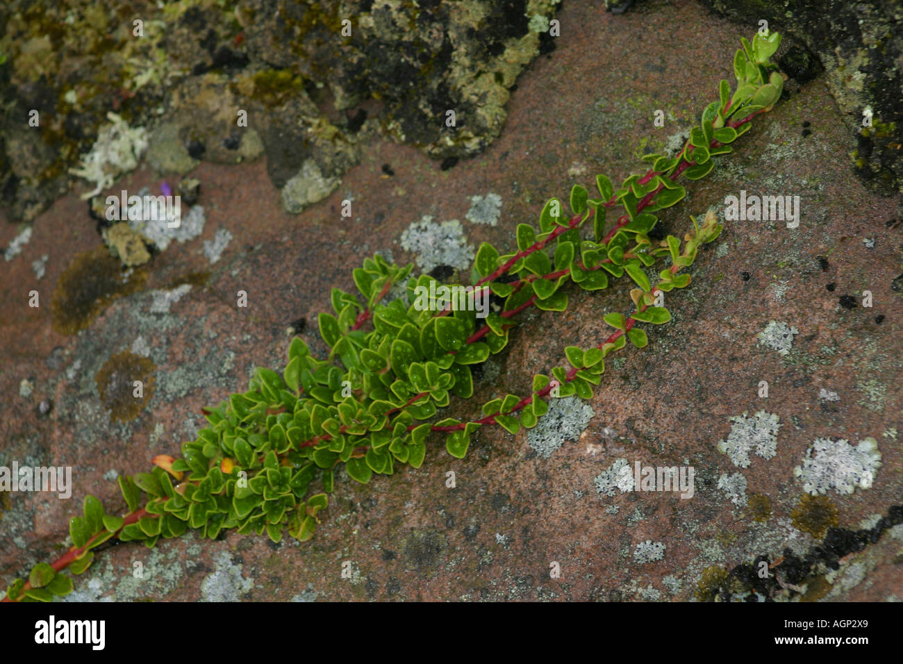 Least Willow is a tiny sub-Arctic tree which grows on exposed coasts ...