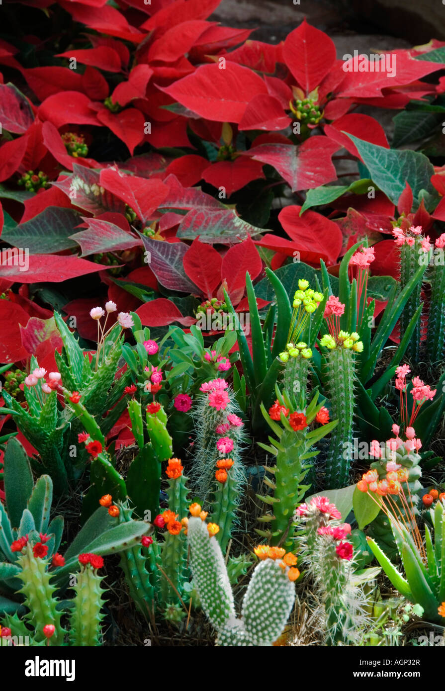 Poinsettias mexico hi-res stock photography and images - Alamy