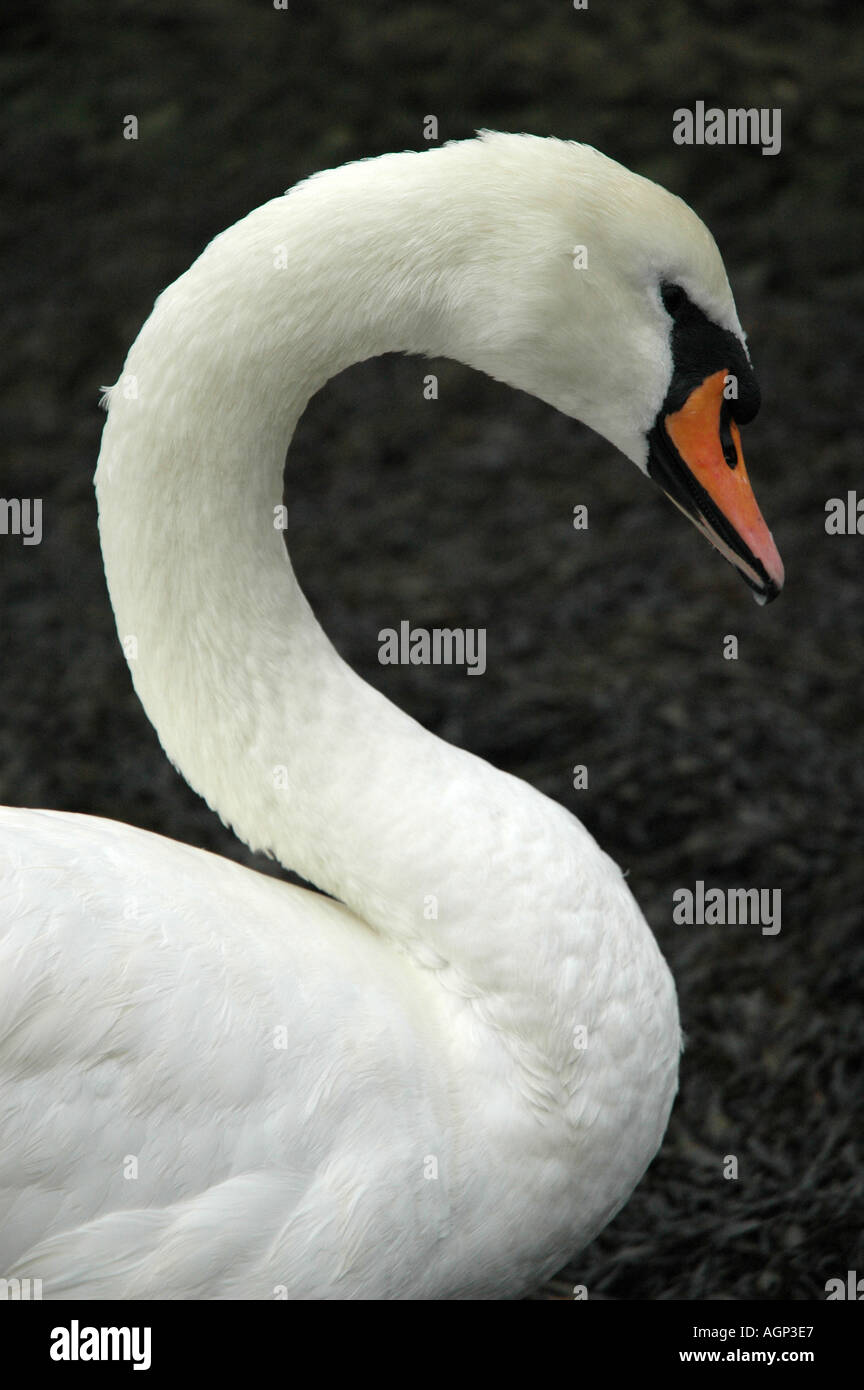 Swan Shape Stock Photos & Swan Shape Stock Images - Alamy