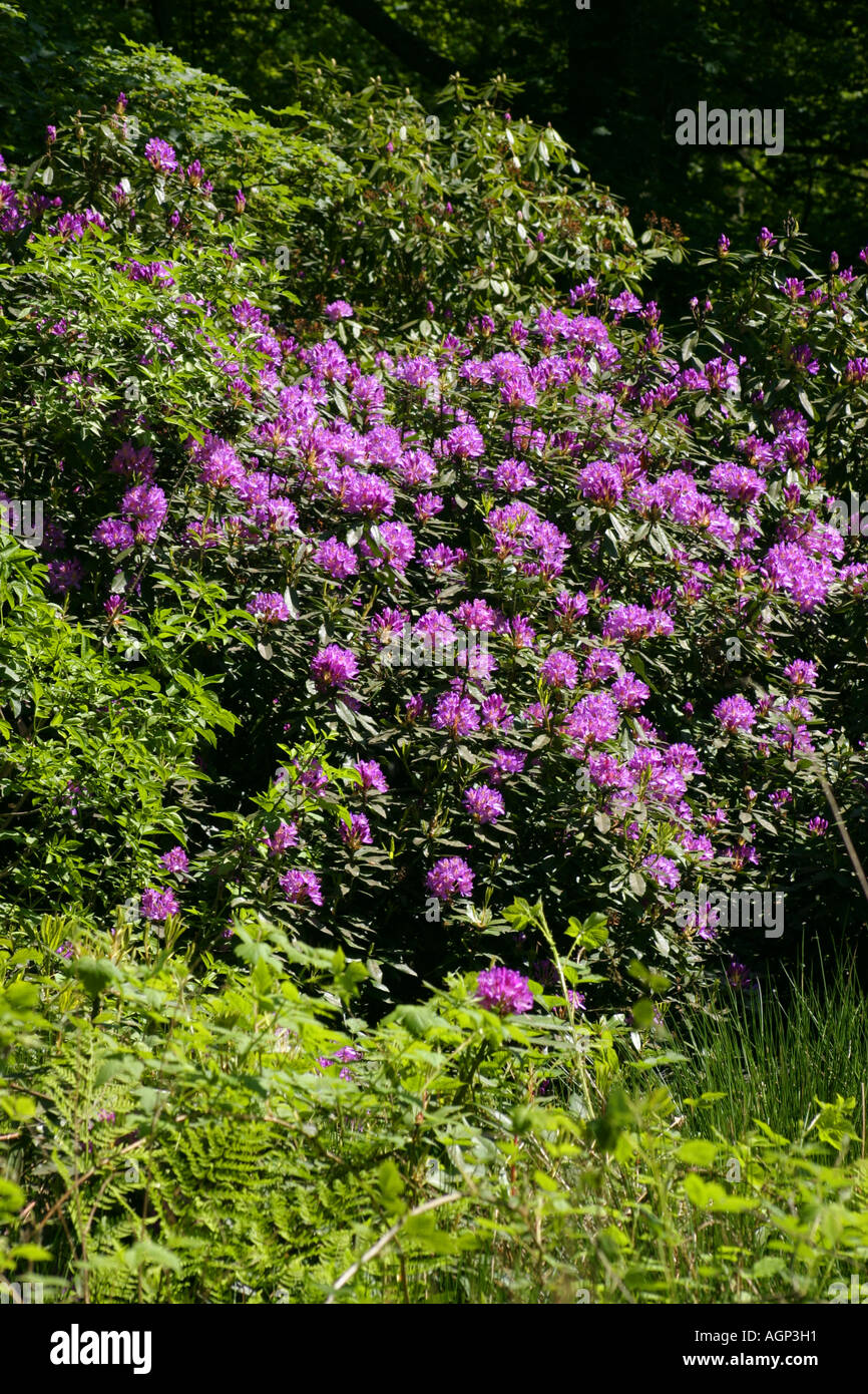 Rhododendron Ponticum Invasive Stock Photos & Rhododendron Ponticum ...