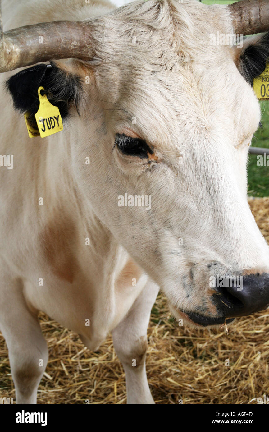 Young white bull at an Agricultural Show in Suffolk in the UK Stock ...