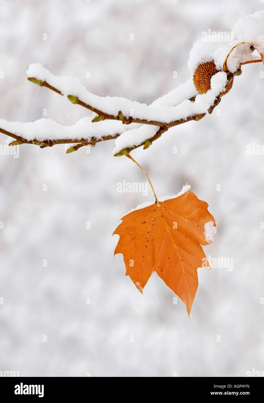 Lone leaf clings to a snow-covered sycamore tree branch Stock Photo - Alamy