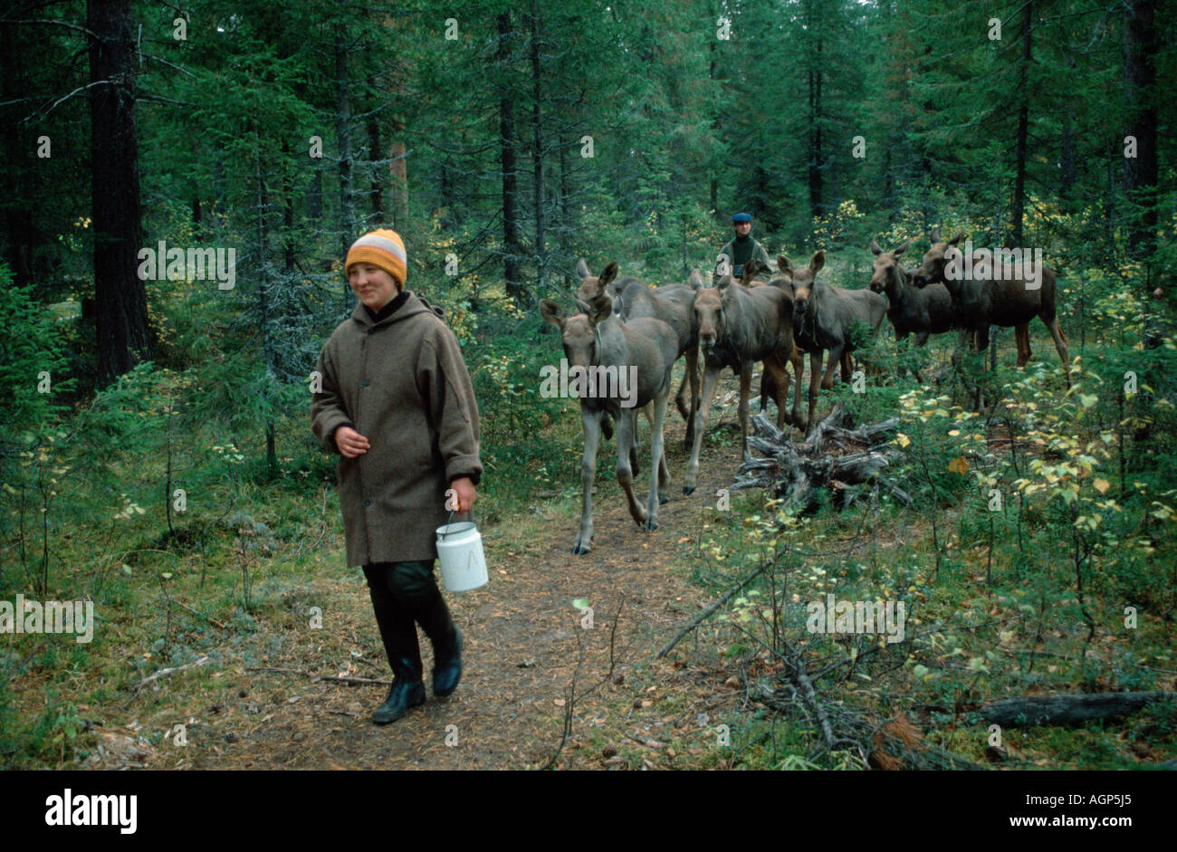 Moosefarm hi-res stock photography and images - Alamy